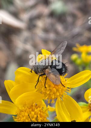 Hornworm Tachinid Fly (Archytas apicifer Stock Photo - Alamy