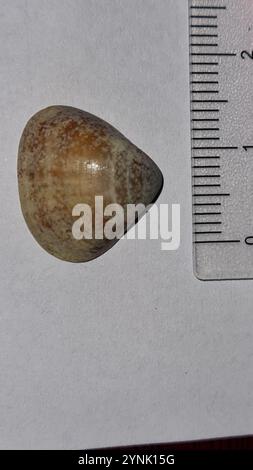 Trigonal Tivela (Tivela mactroides Stock Photo - Alamy