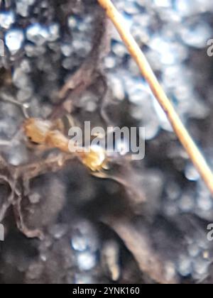 Little Fire Ant (Wasmannia auropunctata Stock Photo - Alamy