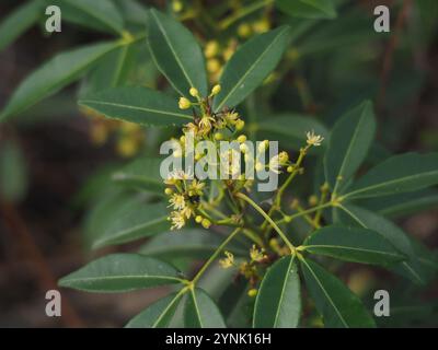 orange climber (Zanthoxylum asiaticum Stock Photo - Alamy