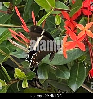 Caribbean Swallowtail (Heraclides pelaus Stock Photo - Alamy