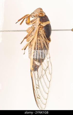 Citrus Cicada (Diceroprocta apache Stock Photo - Alamy