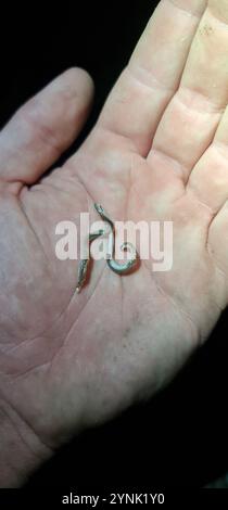 Mallee Worm-lizard (Aprasia inaurita Stock Photo - Alamy