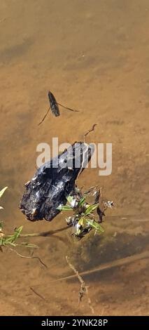 Common Backswimmers (Anisops Stock Photo - Alamy