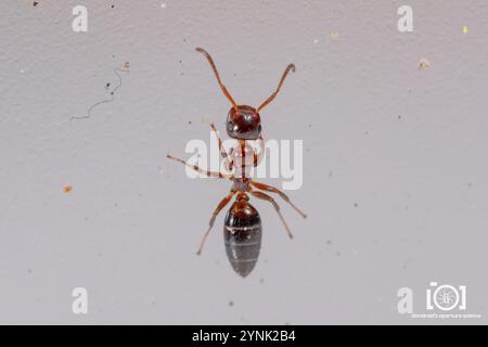 Gate-keeper Ants (Colobopsis Stock Photo - Alamy