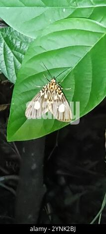 Two-spots Tiger Moth (Asota plagiata Stock Photo - Alamy