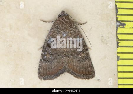 Ilima Moth (Amyna natalis Stock Photo - Alamy