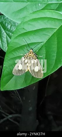 Two-spots Tiger Moth (Asota plagiata Stock Photo - Alamy