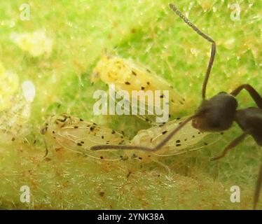 Small pugnacious ant (Anoplolepis steingroeveri Stock Photo - Alamy