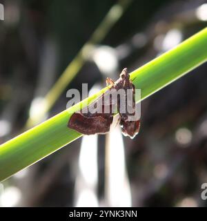 Wattle Gall Moth (Gauna aegusalis Stock Photo - Alamy