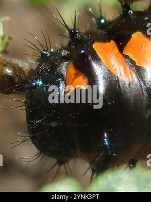 Cavorting Emperor (Usta terpsichore Stock Photo - Alamy