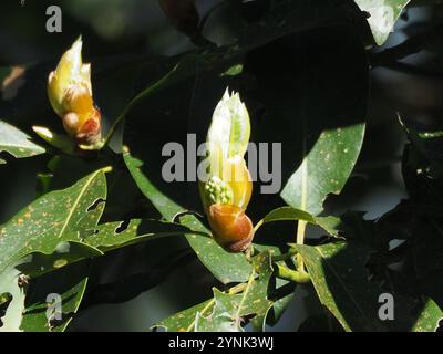 Red Machilus (Machilus thunbergii Stock Photo - Alamy