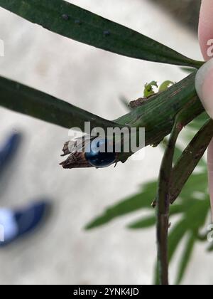 Metallic Blue Lady Beetle (Curinus coeruleus Stock Photo - Alamy
