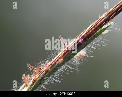 tanglehead (Heteropogon contortus Stock Photo - Alamy