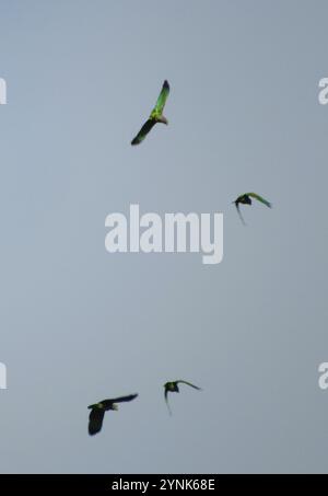 The vinaceous-breasted amazon (Amazona vinacea) is a species of parrot ...