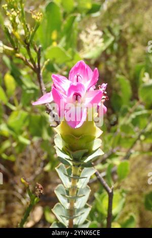 Salter (Saltera sarcocolla Stock Photo - Alamy