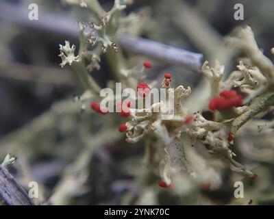 Jester Lichen (Cladonia leporina Stock Photo - Alamy