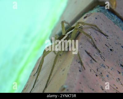 Fisheating Spiders (Nilus Stock Photo - Alamy