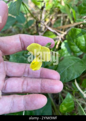 Wild Cowpea (Vigna luteola Stock Photo - Alamy