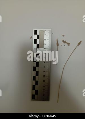 Alpine Foxtail (Alopecurus magellanicus Stock Photo - Alamy