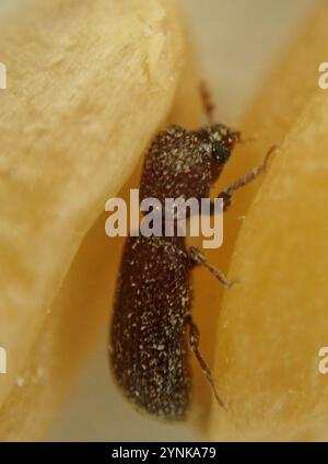 Lesser Grain Borer (Rhyzopertha dominica Stock Photo - Alamy