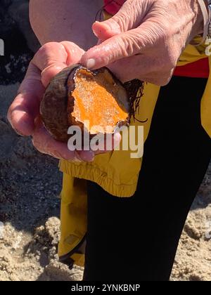 Giant Keyhole Limpet (Megathura crenulata Stock Photo - Alamy