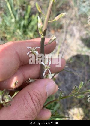 California mustard (Caulanthus lasiophyllus Stock Photo - Alamy