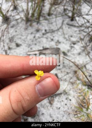 shortleaf yellow-eyed grass (Xyris brevifolia Stock Photo - Alamy