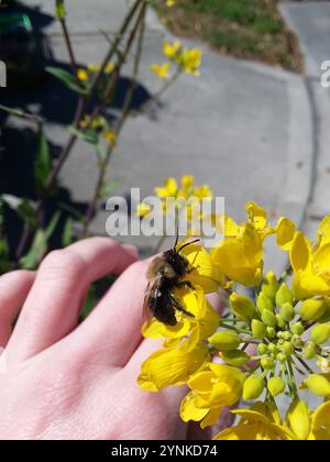 Blueberry Digger Bee (Habropoda laboriosa Stock Photo - Alamy