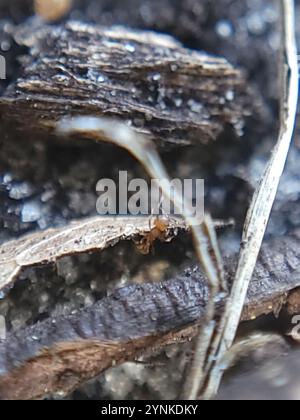 Little Fire Ant (Wasmannia auropunctata Stock Photo - Alamy