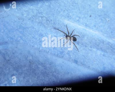South American Toothed Hacklemesh Weaver (Metaltella simoni Stock Photo ...