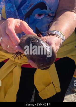 Giant keyhole limpet (Megathura crenulata) and California sheephead ...