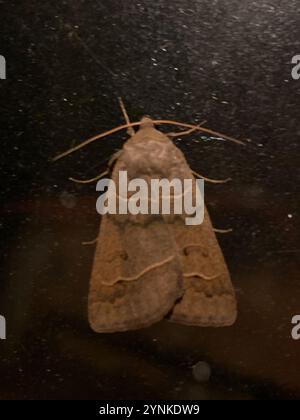 Common Oak Moth (Phoberia atomaris Stock Photo - Alamy