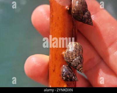 Mangrove Periwinkle (Littoraria angulifera Stock Photo - Alamy