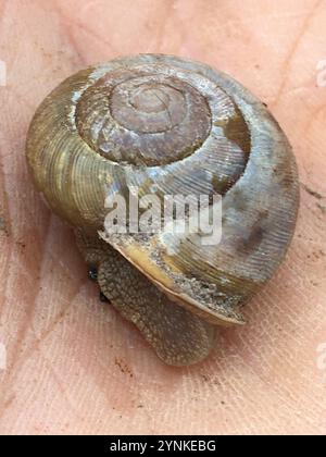 White-lip Globe Snail (Mesodon thyroidus Stock Photo - Alamy