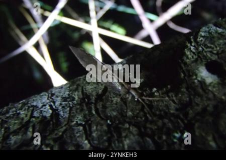 Stream Lacewings (Osmylidae Stock Photo - Alamy