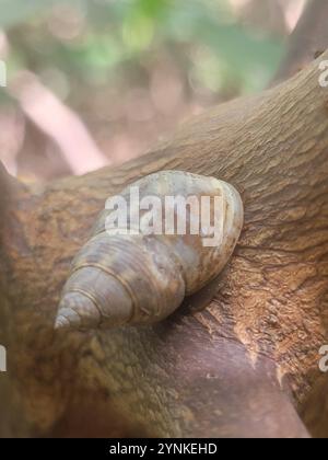 Mangrove Periwinkle (Littoraria angulifera Stock Photo - Alamy