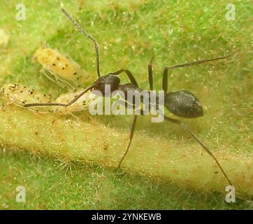 Small pugnacious ant (Anoplolepis steingroeveri Stock Photo - Alamy