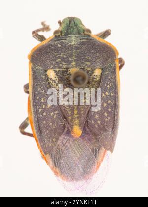 Say's Stink Bug (Chlorochroa sayi) Insecta Stock Photo - Alamy