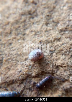 Moss Chrysalis-snail (Pupilla muscorum) Mollusca Stock Photo - Alamy