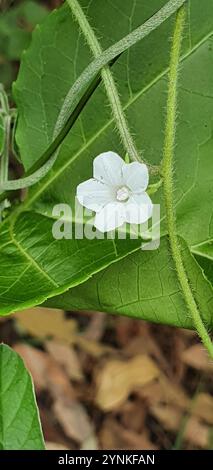 bell vine (Ipomoea plebeia Stock Photo - Alamy