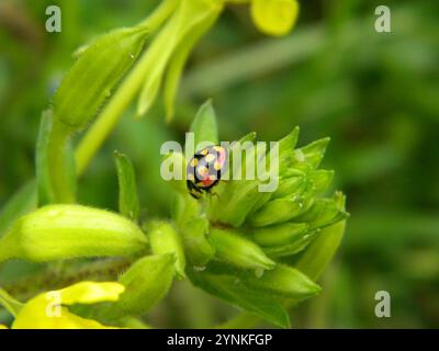 Sulfurous Lady Beetle (Cheilomenes sulphurea Stock Photo - Alamy