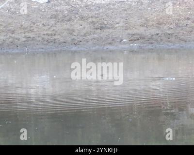 Ray-finned Fishes (Actinopterygii Stock Photo - Alamy