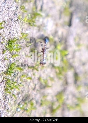 Shining Dark Twig Ant (Pseudomyrmex ejectus Stock Photo - Alamy