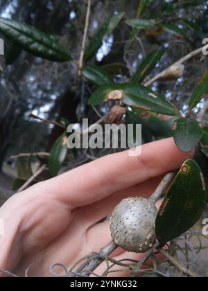 Southern Live Oak Stem Gall Wasp (Callirhytis quercusbatatoides Stock ...