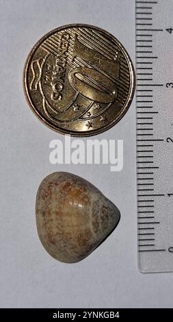 Trigonal Tivela (Tivela mactroides Stock Photo - Alamy