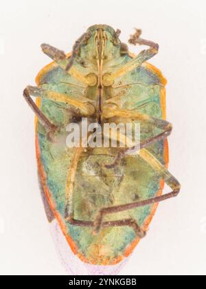 Say's Stink Bug (Chlorochroa sayi Stock Photo - Alamy