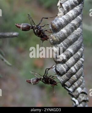 Small Paper Wasps (Ropalidia Stock Photo - Alamy