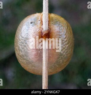 Hammerhead Mantis (Hoplocoryphella grandis Stock Photo - Alamy