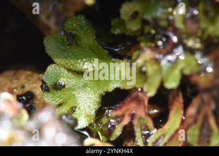 Thin Starwort (Mannia gracilis Stock Photo - Alamy
